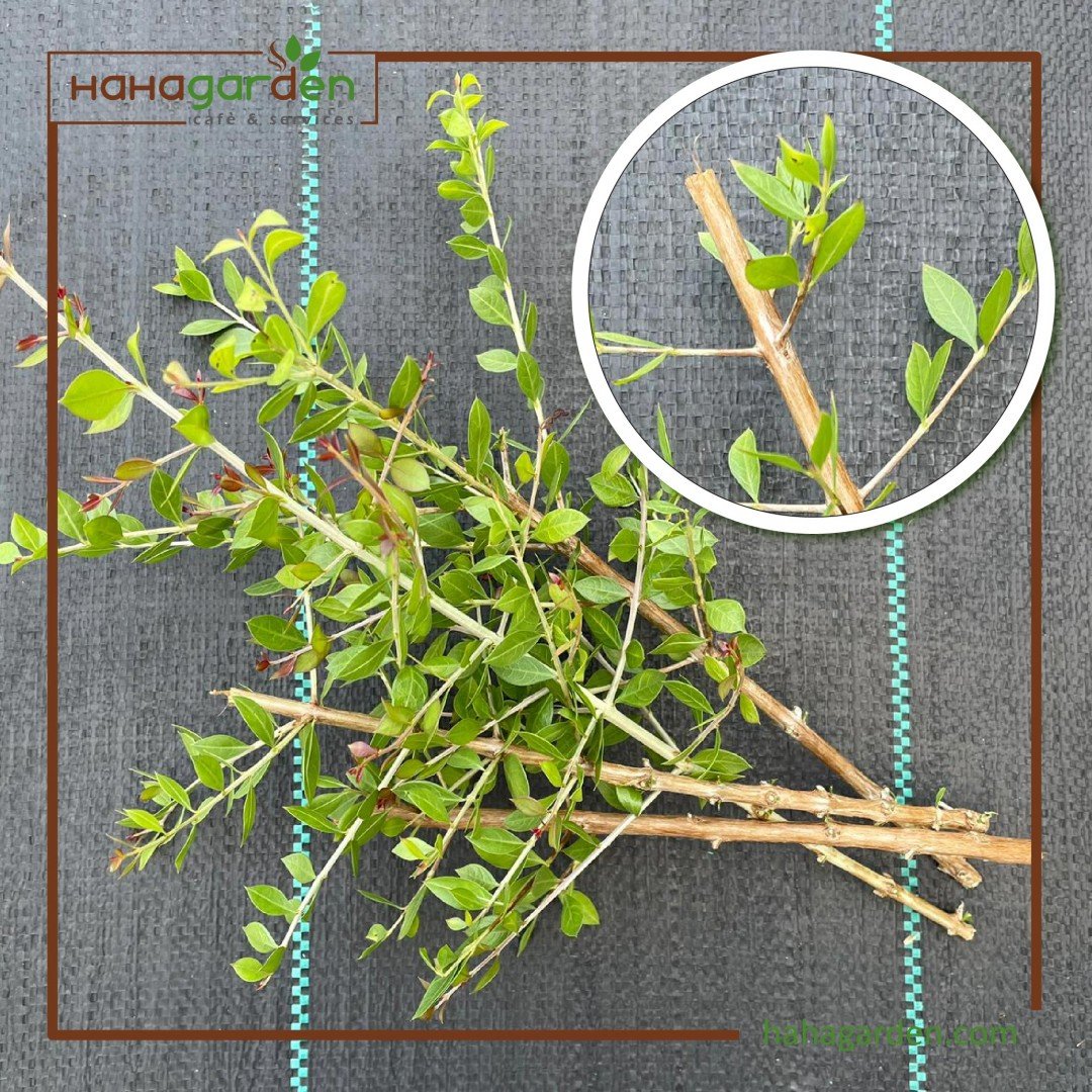 5 Keratan Batang Pokok Inai Merah/Lawsonia inermis (LIVE PLANT)