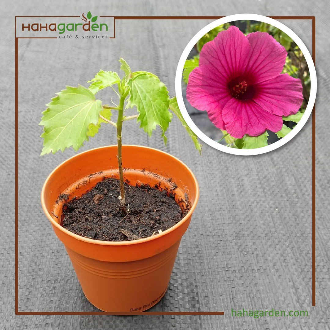 Anak Pokok Kenaf/Kenaf Sapling/Hibiscus Cannabinus(LIVE PLANT)